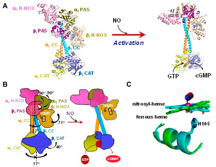 Frontiers | Soluble guanylyl cyclase: Molecular basis for ligand ...
