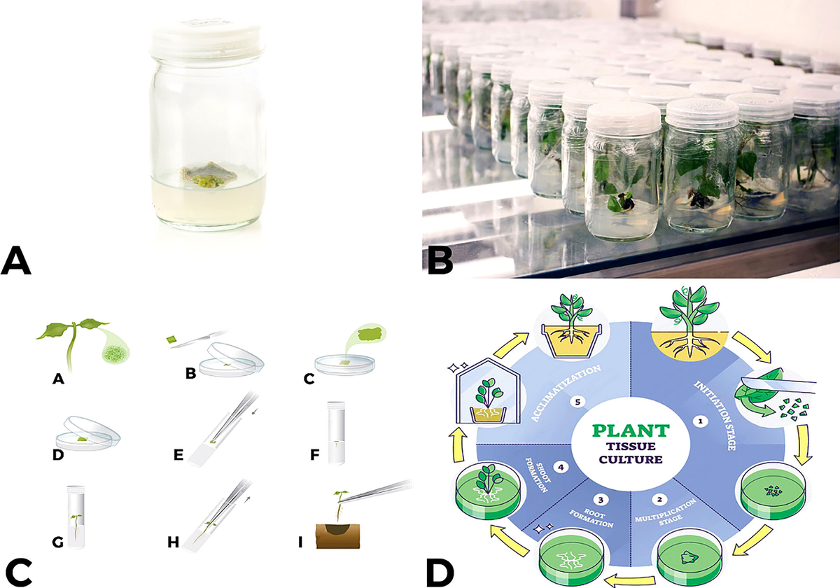 Frontiers | Plants in vitro propagation with its applications in food ...