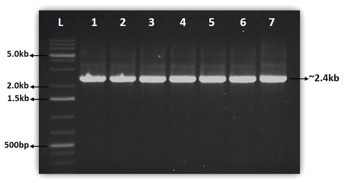 Frontiers | Comparative genomic analysis and phylogeny of NAC25 gene ...
