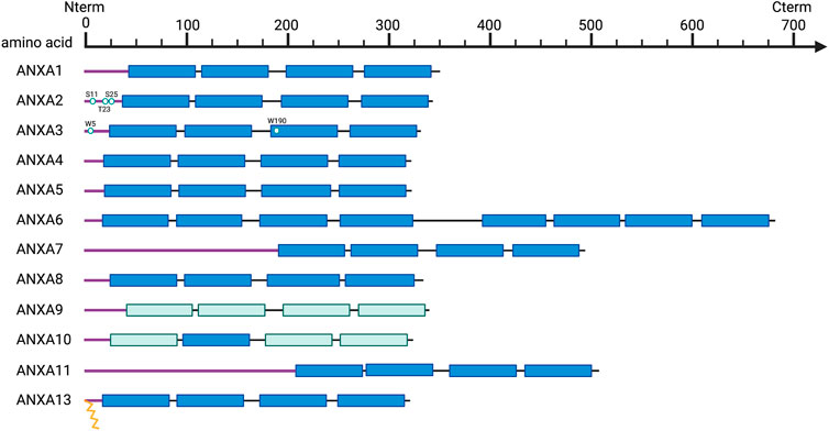 Frontiers | Pathobiological functions and clinical implications of ...