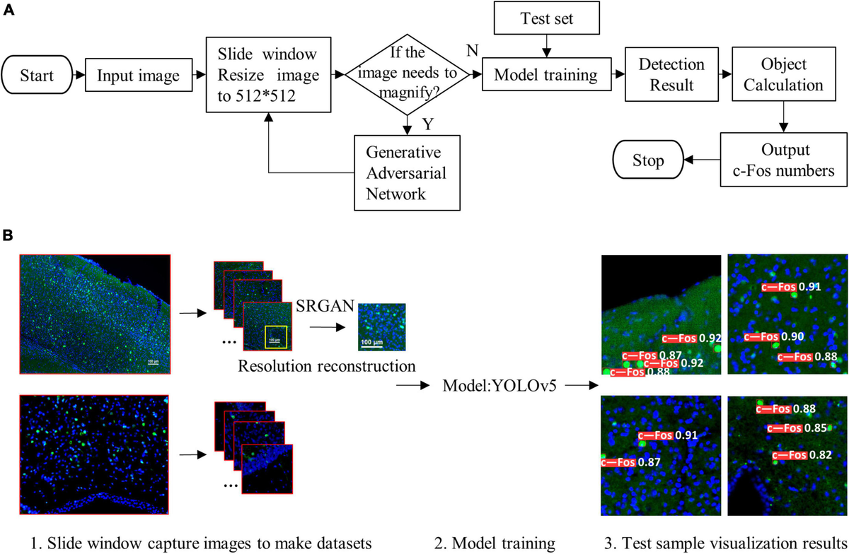 Frontiers | Fast identification and quantification of c-Fos protein ...