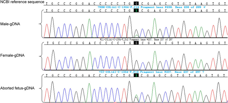 Frontiers | Preimplantation genetic testing for recurrent autosomal ...