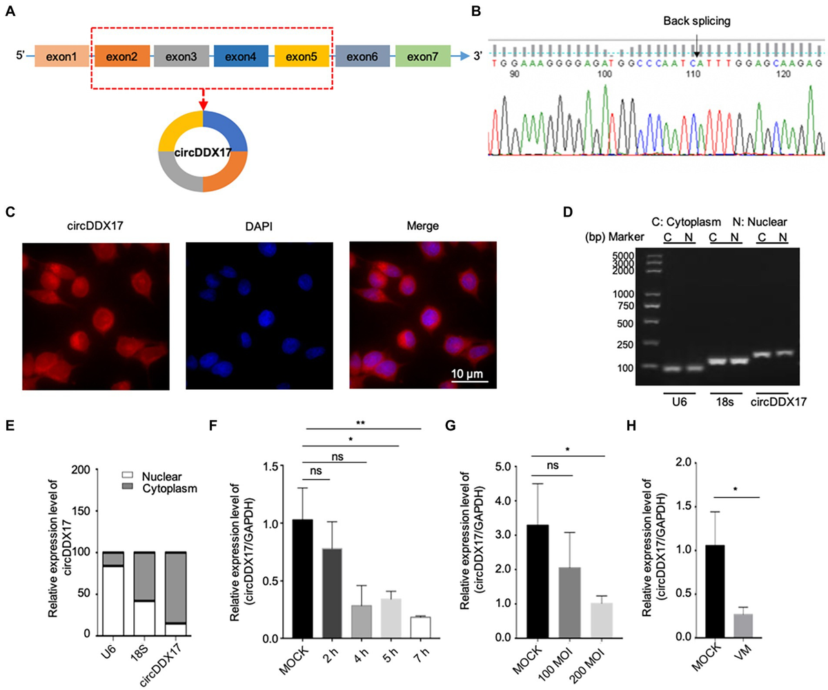 Frontiers | CircDDX17 enhances coxsackievirus B3 replication through ...