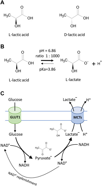 Frontiers | Lactate drives cellular DNA repair capacity: Role of ...
