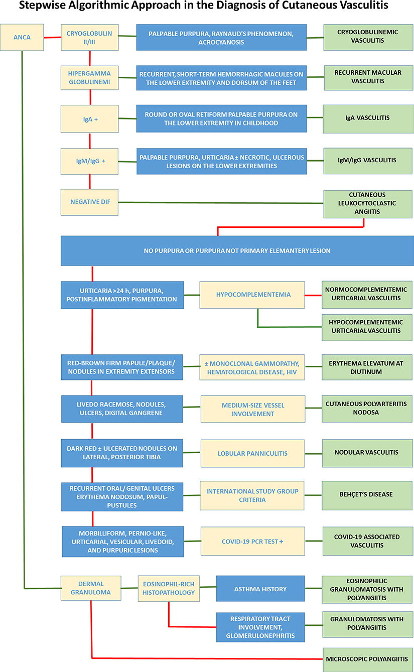 Frontiers | Cutaneous vasculitis; An algorithmic approach to diagnosis