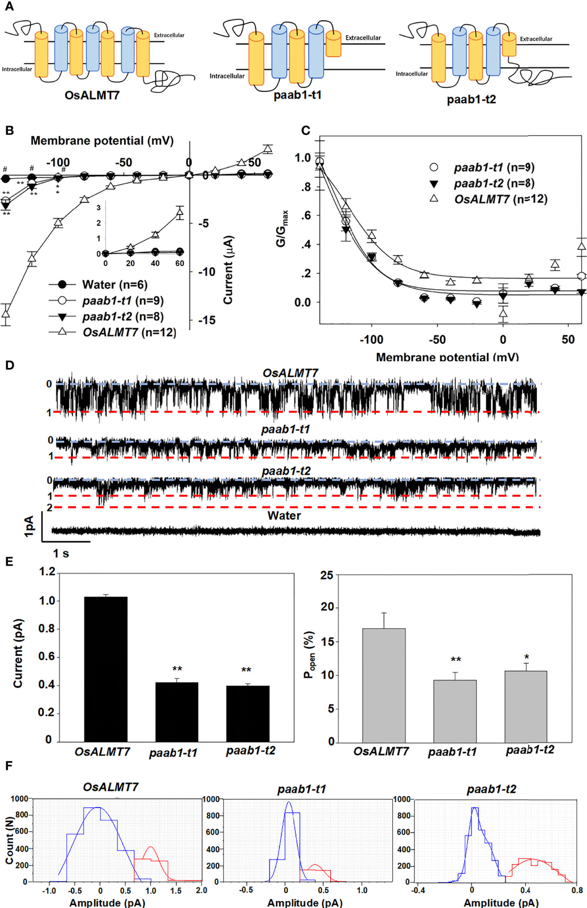 Frontiers | Multiple ALMT subunits combine to form functional anion channels: A case study for ...