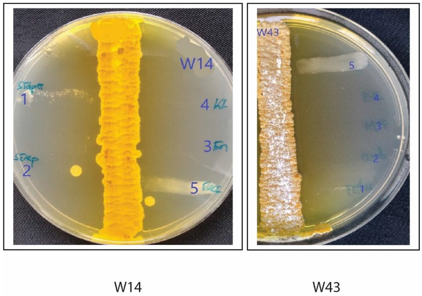 Frontiers | Isolation, antibacterial screening, and identification of ...