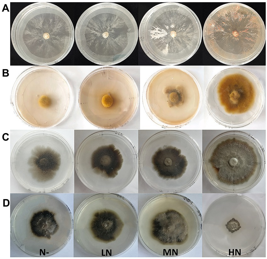 Frontiers | Effects of nitrogen addition and root fungal inoculation on ...