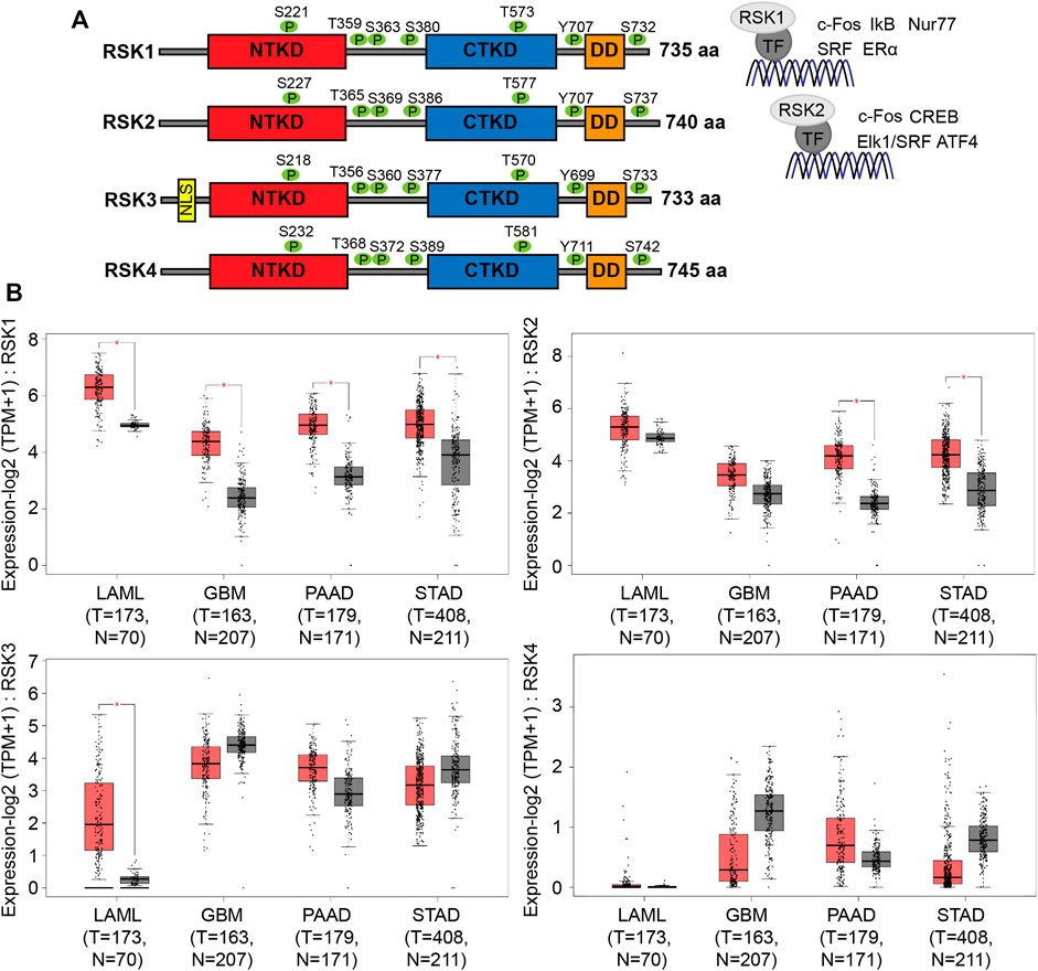 Frontiers | RSK1 and RSK2 serine/threonine kinases regulate different ...