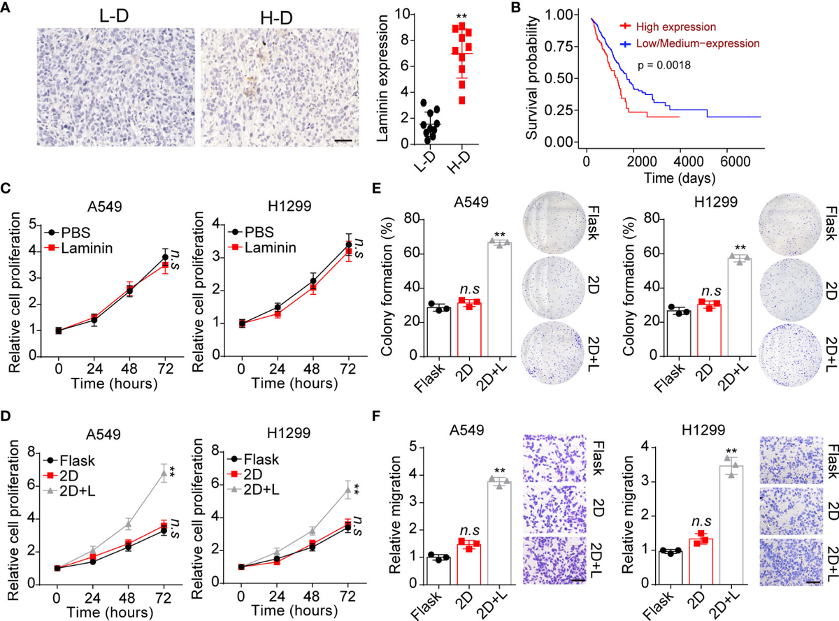 Frontiers | Laminin-bound integrin α6β4 promotes non-small cell lung ...