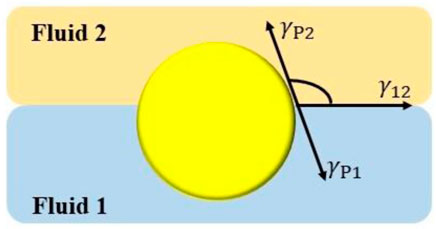 Frontiers | Interfacial properties of protein particles at fluid/fluid ...