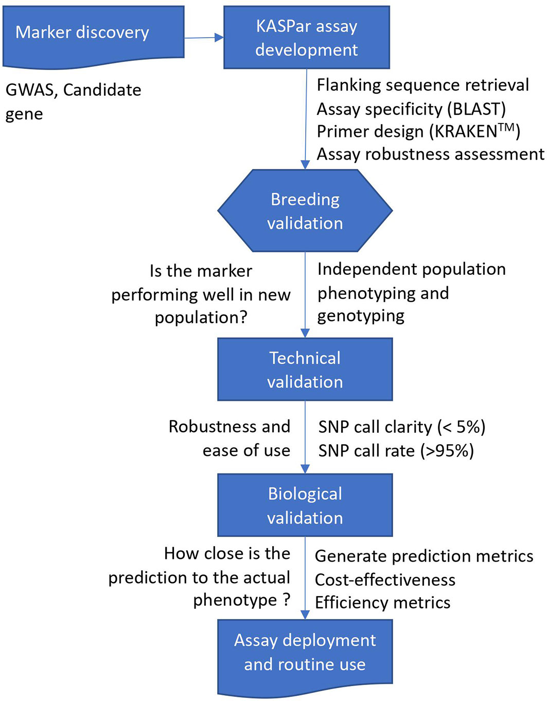 Frontiers | Validation of KASP-SNP markers in cassava germplasm for ...