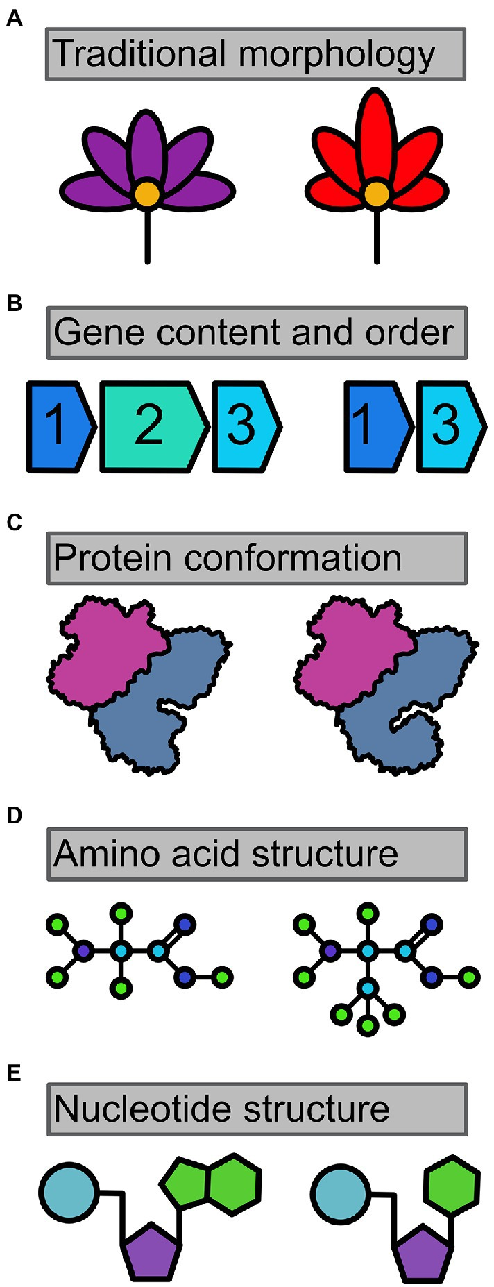 Frontiers | Let’s end taxonomic blank slates with molecular morphology