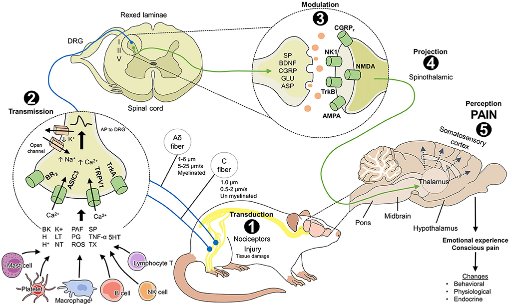 Frontiers | The neurobiology of pain and facial movements in rodents ...