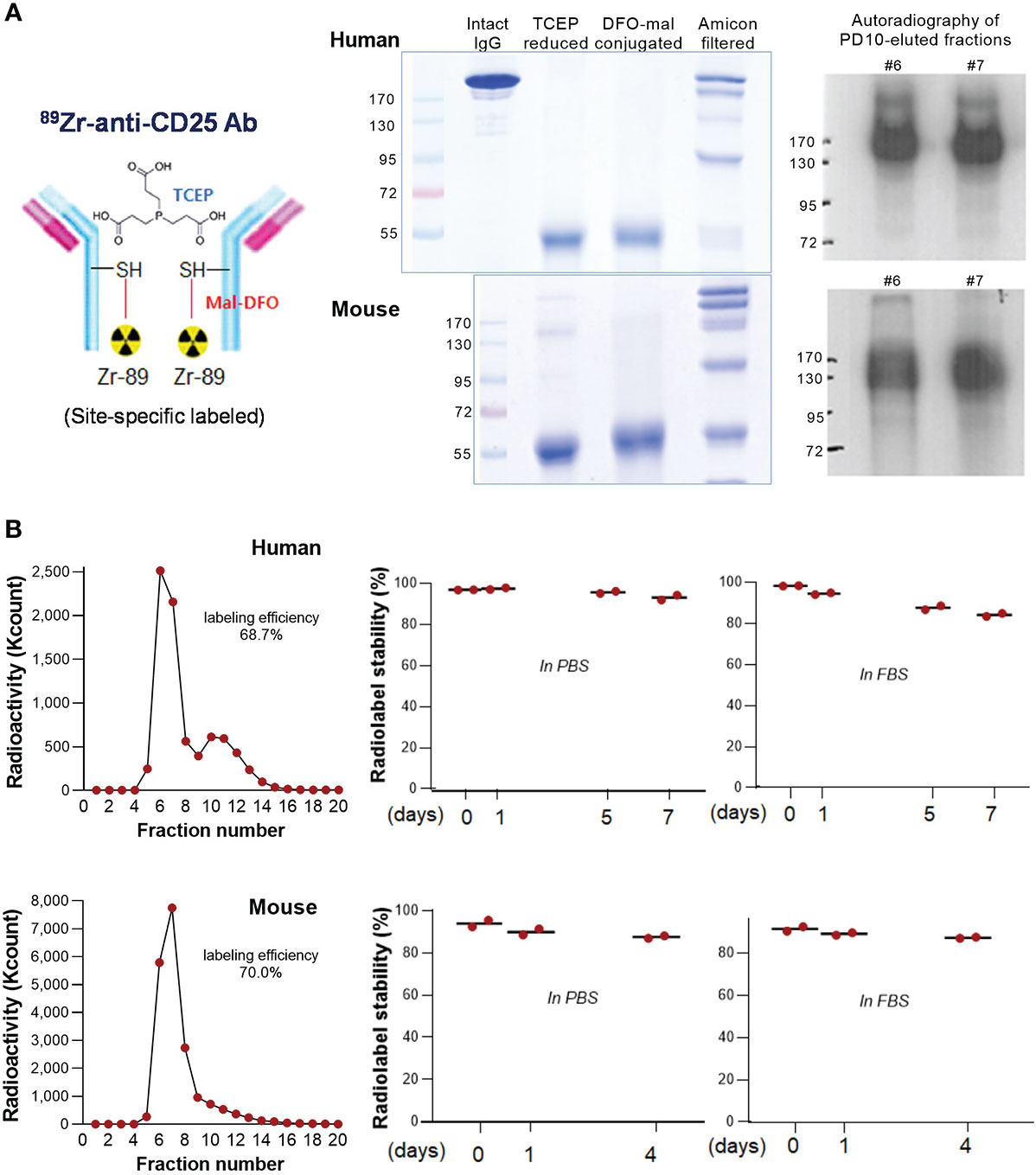 Frontiers | Cysteine-specific 89Zr-labeled anti-CD25 IgG allows immuno ...