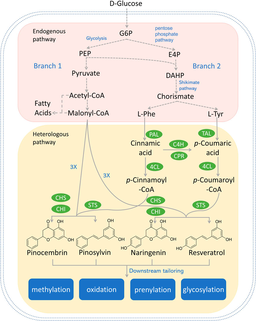 Frontiers | Engineered biosynthesis of plant polyketides by type III ...