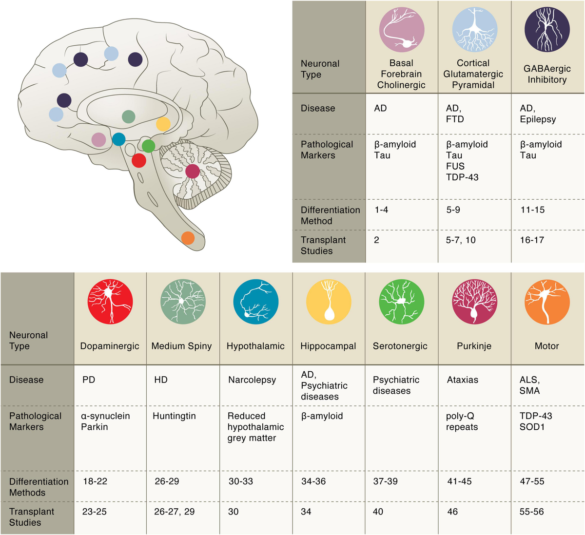 Frontiers | Pluripotent stem cell strategies for rebuilding the human brain