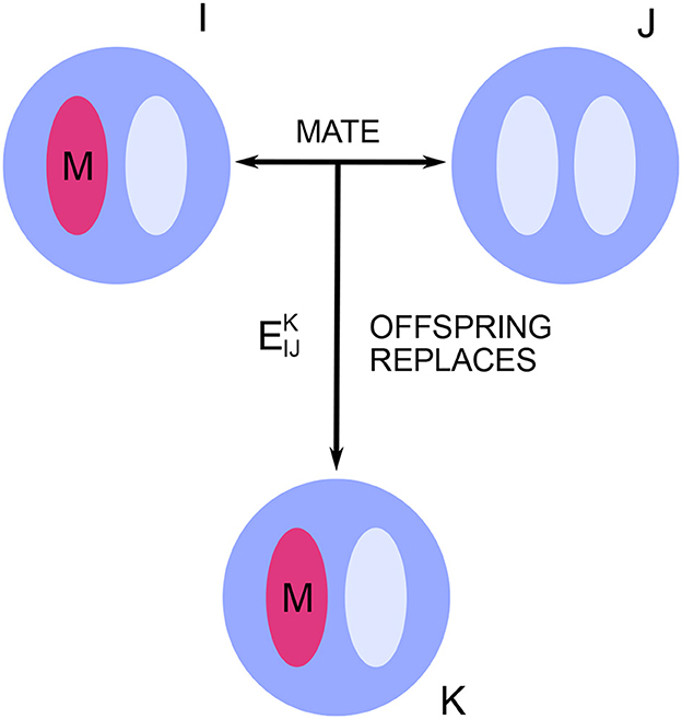Frontiers | How asymmetric mating patterns affect the rate of neutral ...