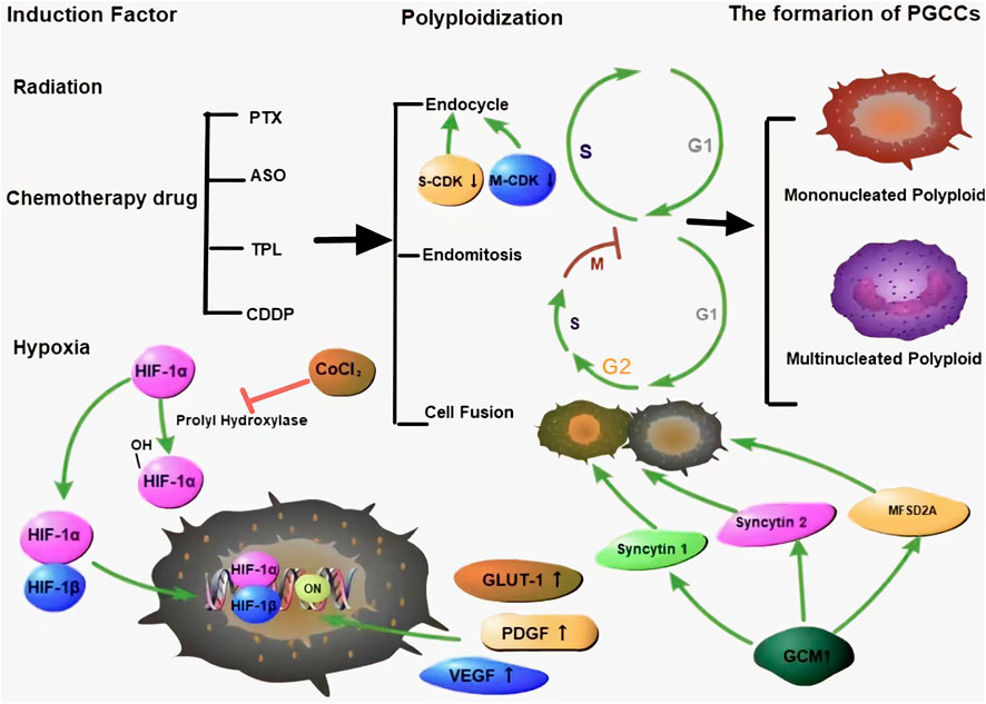 Frontiers | Polyploid giant cancer cells and cancer progression