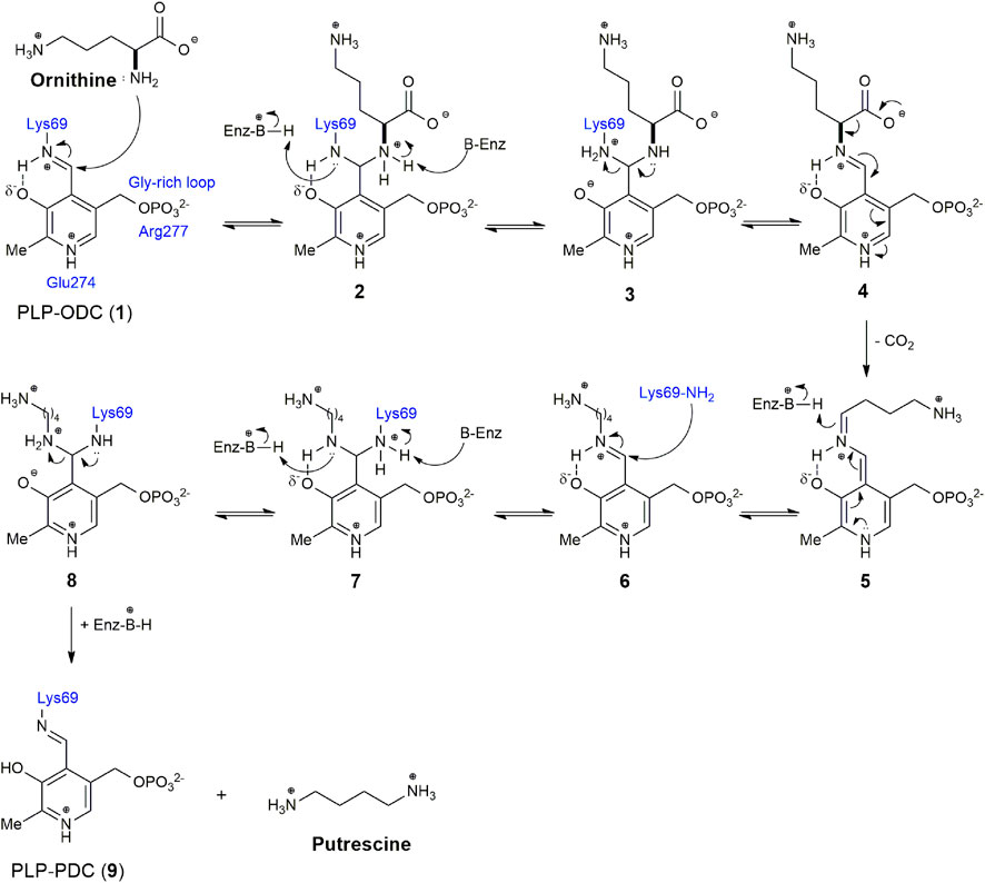 Frontiers | Analytical assays to evaluate enzymatic activity and ...
