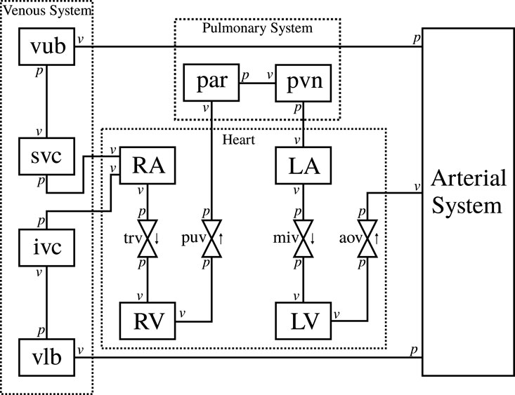 Frontiers | Automated model calibration with parallel MCMC ...