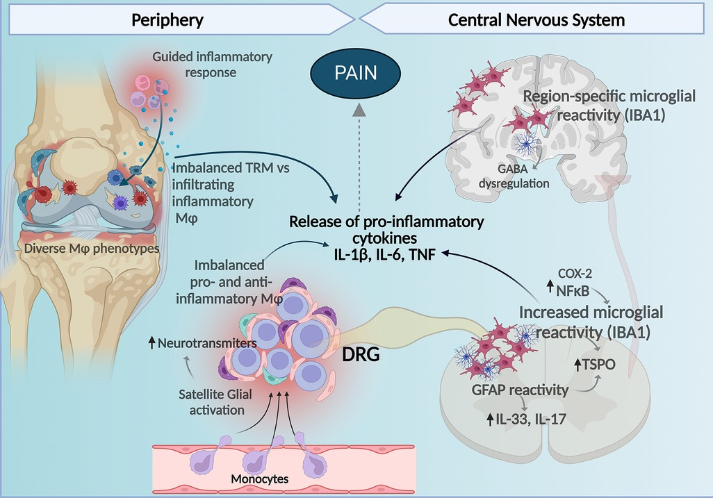 Frontiers | Macrophages and glial cells: Innate immune drivers of ...