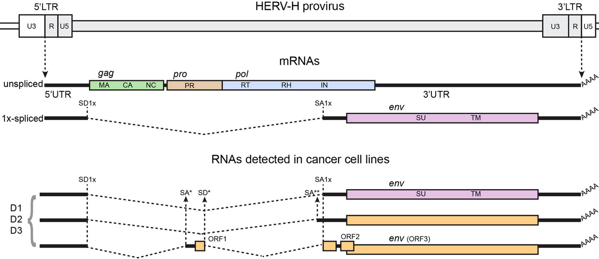 Frontiers | Alternative and aberrant splicing of human endogenous ...