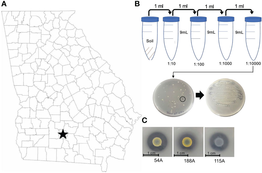 Frontiers | Calcite dissolving bacteria from peanut (Arachis hypogaea ...