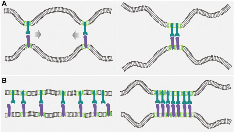 Frontiers | Interplay of receptor-ligand binding and lipid domain ...