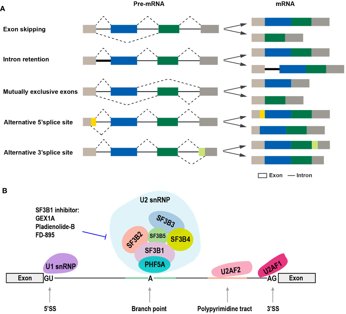 Frontiers | Emerging roles of alternative RNA splicing in oral squamous ...