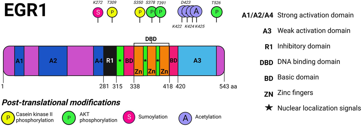 Frontiers | Examining the role of EGR1 during viral infections