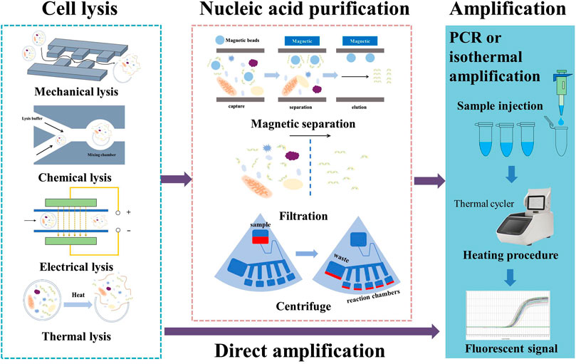 Frontiers | Rapid on-site nucleic acid testing: On-chip sample ...