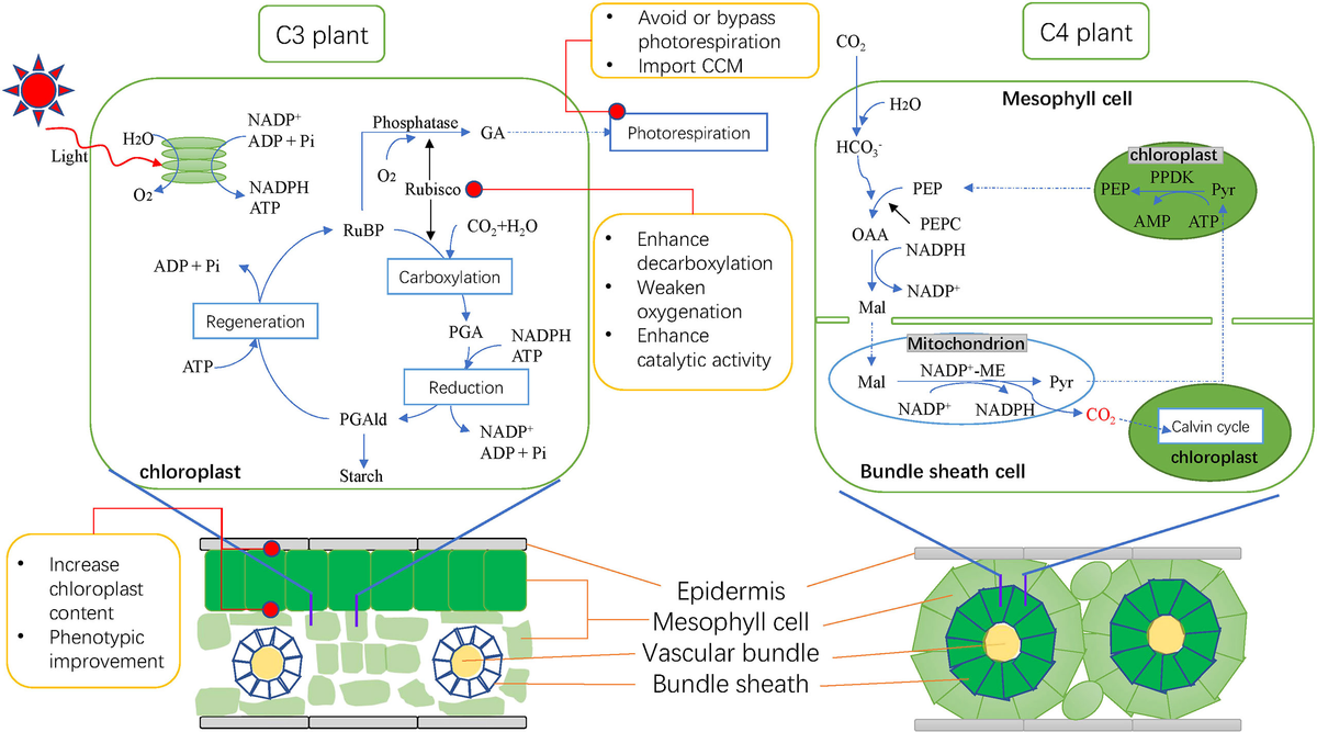 Frontiers | The era of cultivating smart rice with high light ...