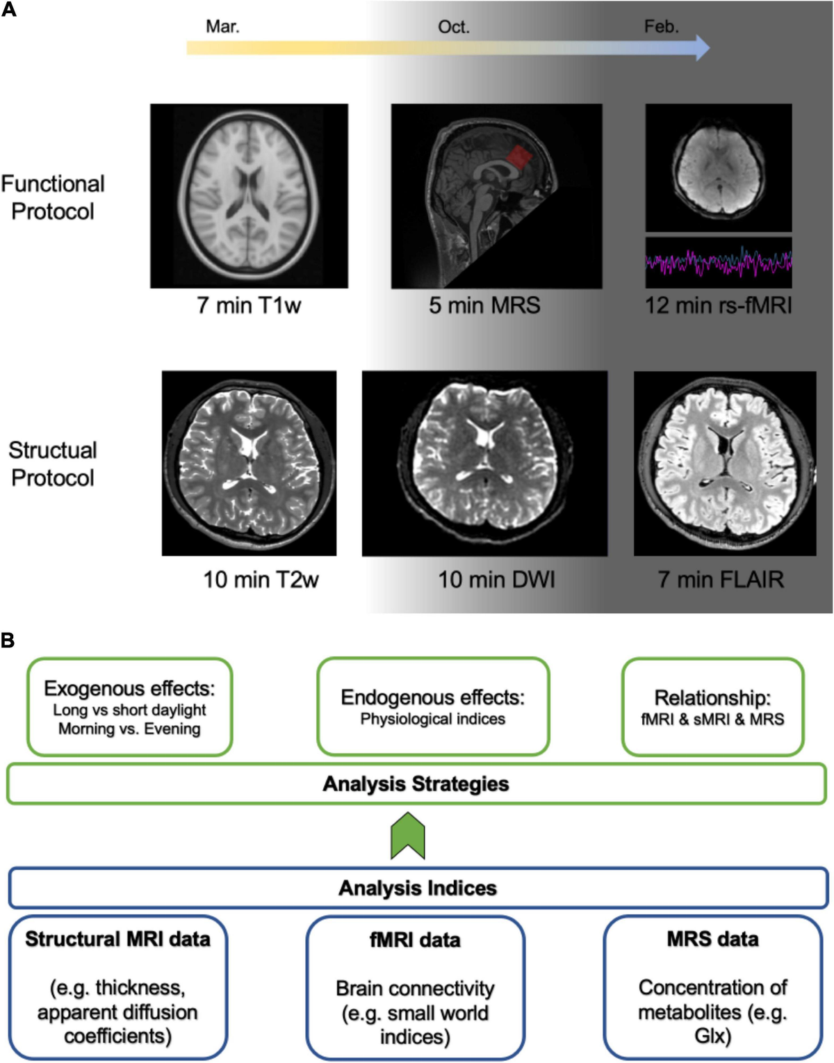 Frontiers | Deep brain imaging of three participants across 1 year: The ...