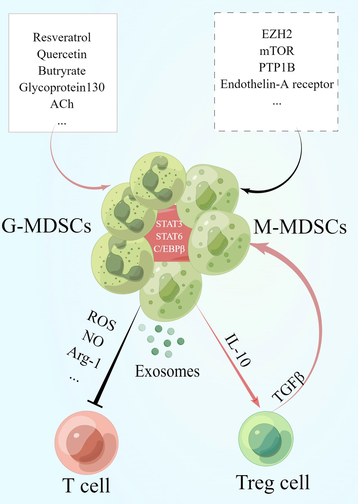 Frontiers | The paradoxical role of MDSCs in inflammatory bowel ...