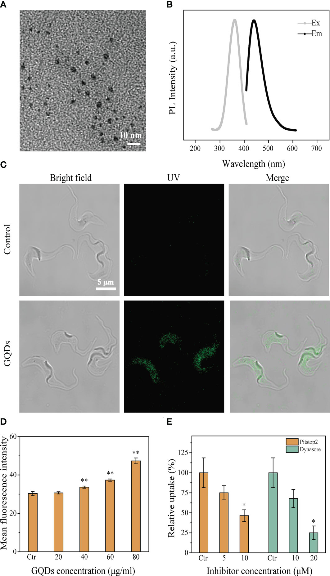 Frontiers | Graphene quantum dots induce cascadic apoptosis via ...