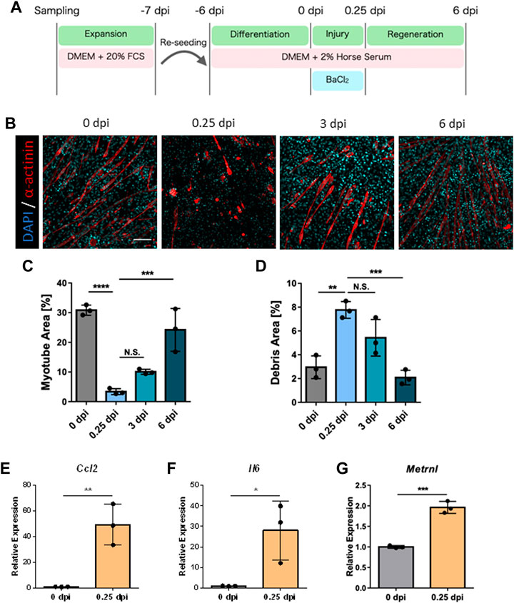 Frontiers | A concise in vitro model for evaluating interactions ...