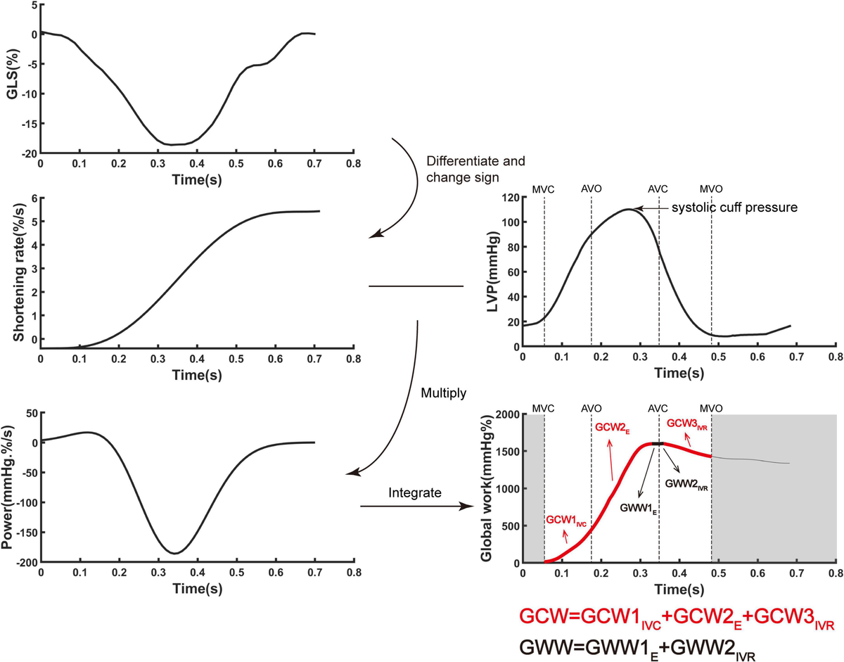 Frontiers | Apply pressure-strain loop to quantify myocardial work in ...