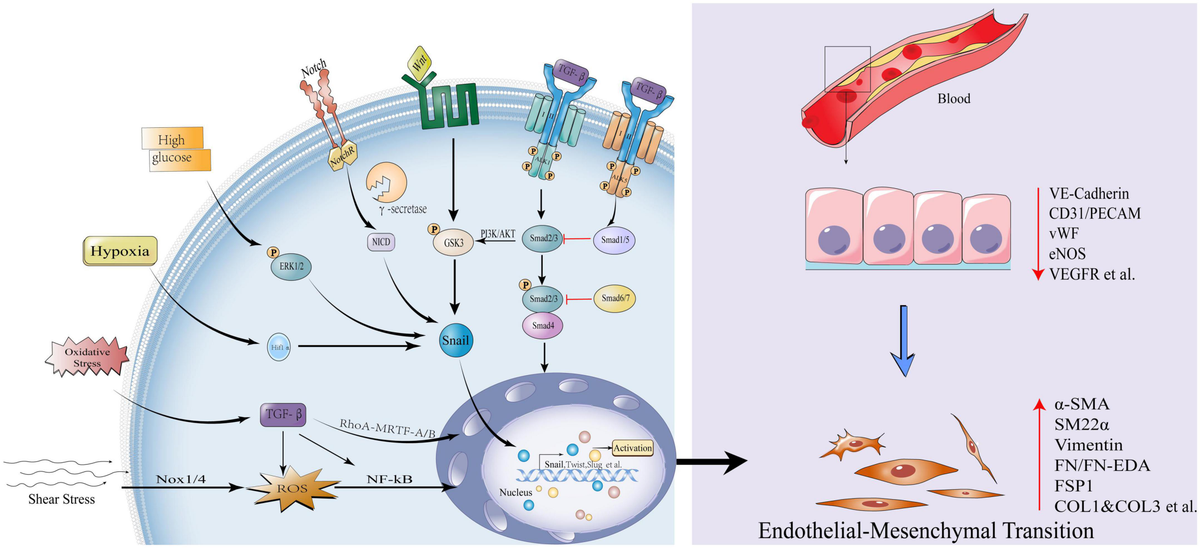 Frontiers | Histone modification of endothelial-mesenchymal transition in cardiovascular diseases