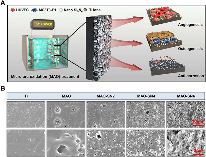 Frontiers | Improvement in osteogenesis, vascularization, and corrosion ...