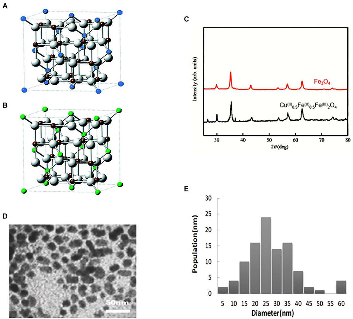 Frontiers | Novel copper-containing ferrite nanoparticles exert ...