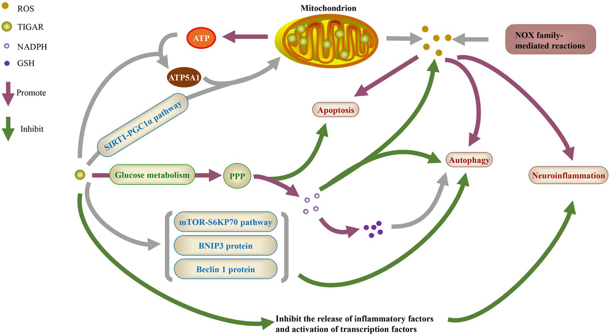 Frontiers | The role of TIGAR in nervous system diseases