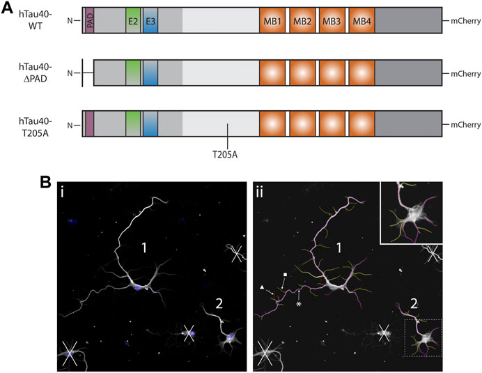 Frontiers | Tau phosphorylation and PAD exposure in regulation of ...
