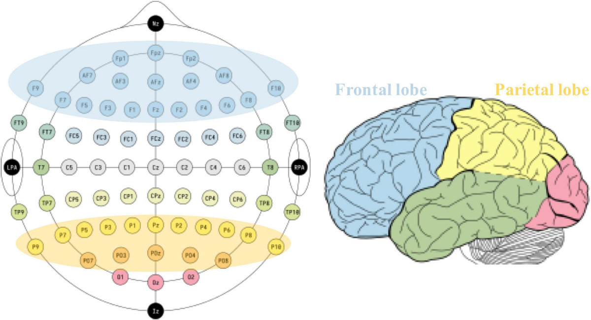Frontiers | Frontal and parietal lobes play crucial roles in ...