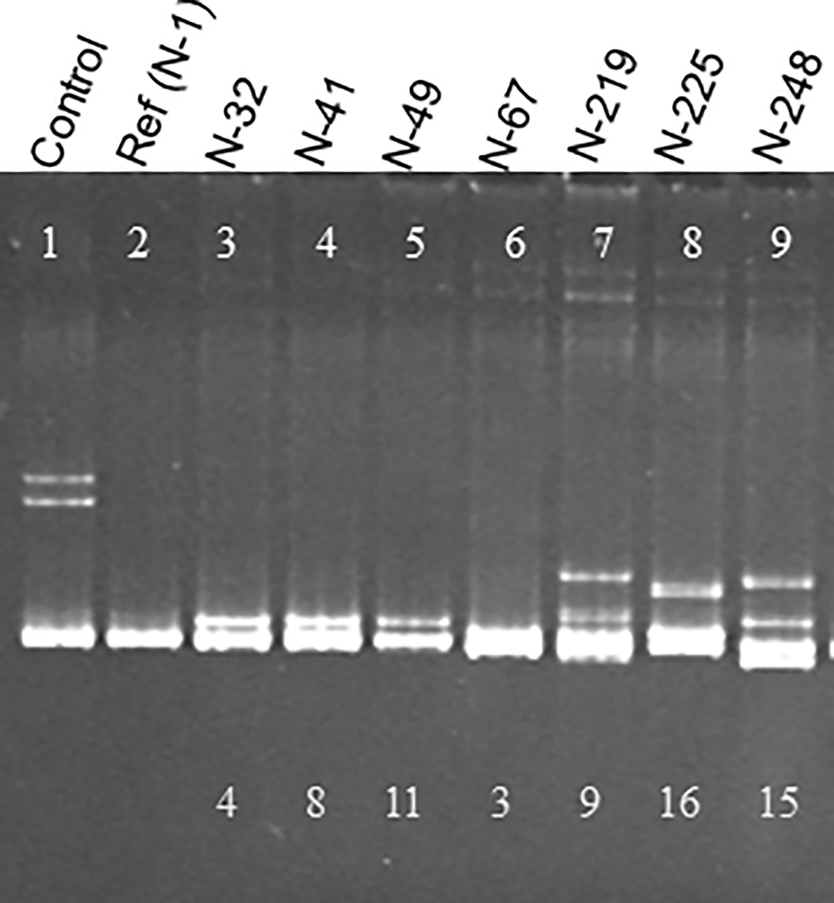 Frontiers | Population dynamics of Citrus tristeza virus (CTV) in ...