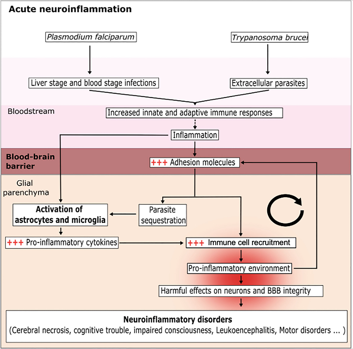Frontiers | Parasite infections, neuroinflammation, and potential ...