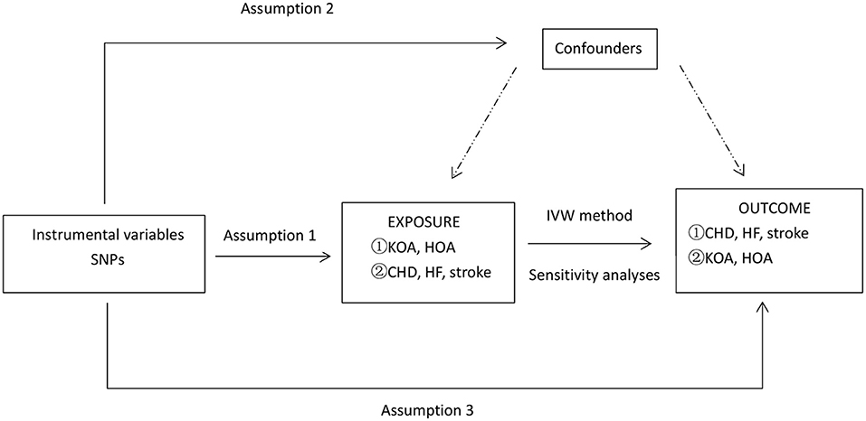 Frontiers | Osteoarthritis and cardiovascular disease: A Mendelian ...