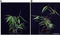 Frontiers | The impact of genetic modified Ma bamboo on soil microbiome
