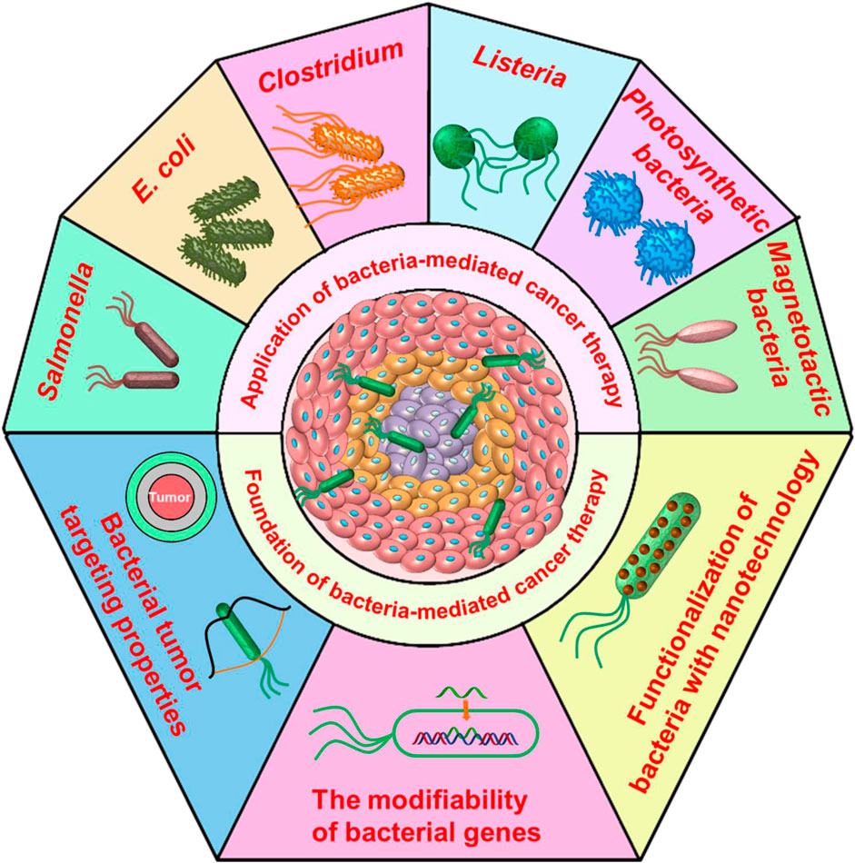 Frontiers | Recent advances in bacteria-mediated cancer therapy