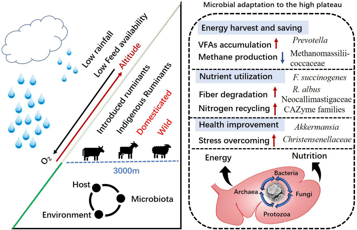 Frontiers | Rumen microbiota of indigenous and introduced ruminants and ...